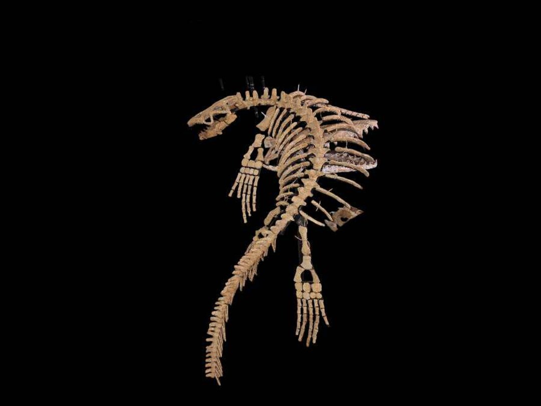 Mosasaurus Skeleton With Display Stand - Etsy