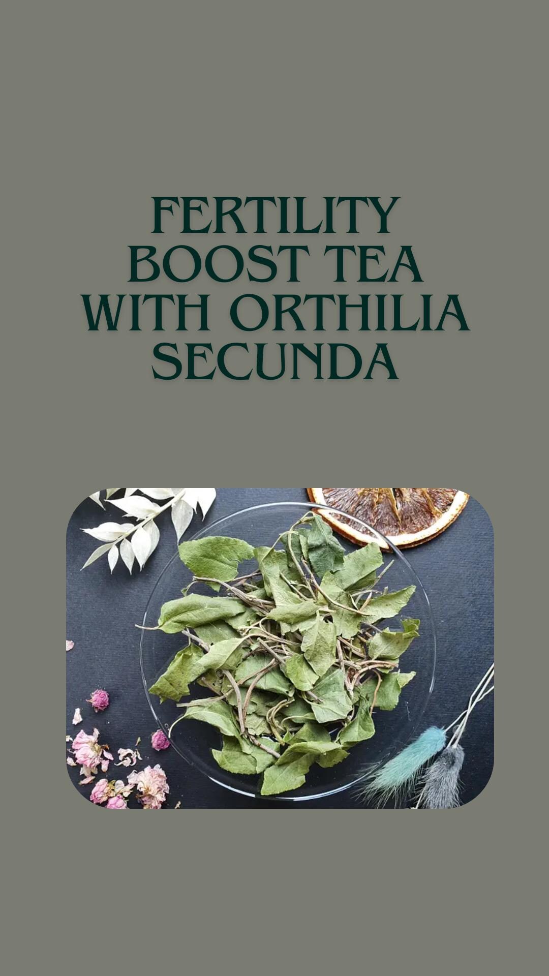 Natural Fertility Tea: Unlock the Power of Orthilia Secunda to Boost ...