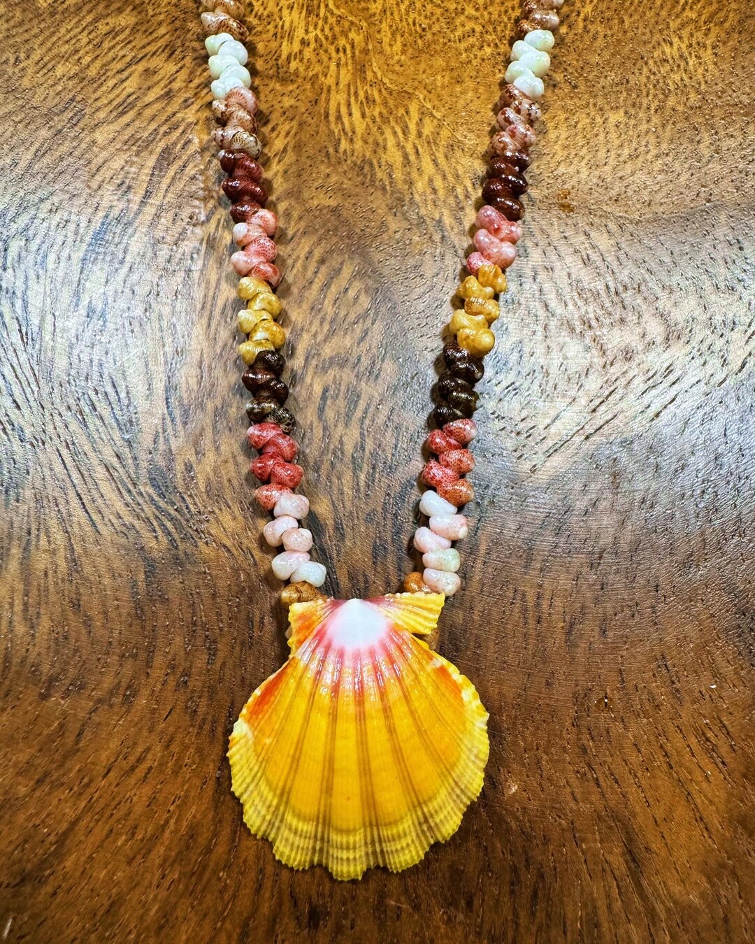 Kahealani Shell Necklace, Beautiful Sunrise Shell and Colorful ...