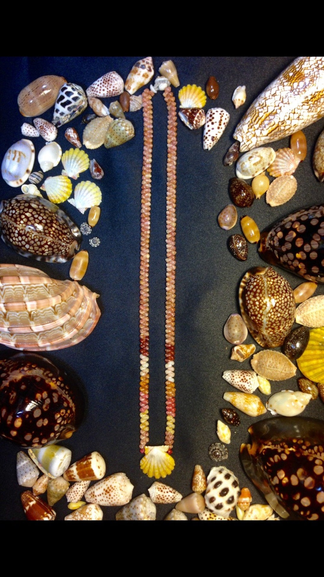 Beautiful Kahealani Sunrise Shell Necklace With 7 Colors. Kahealani# ...