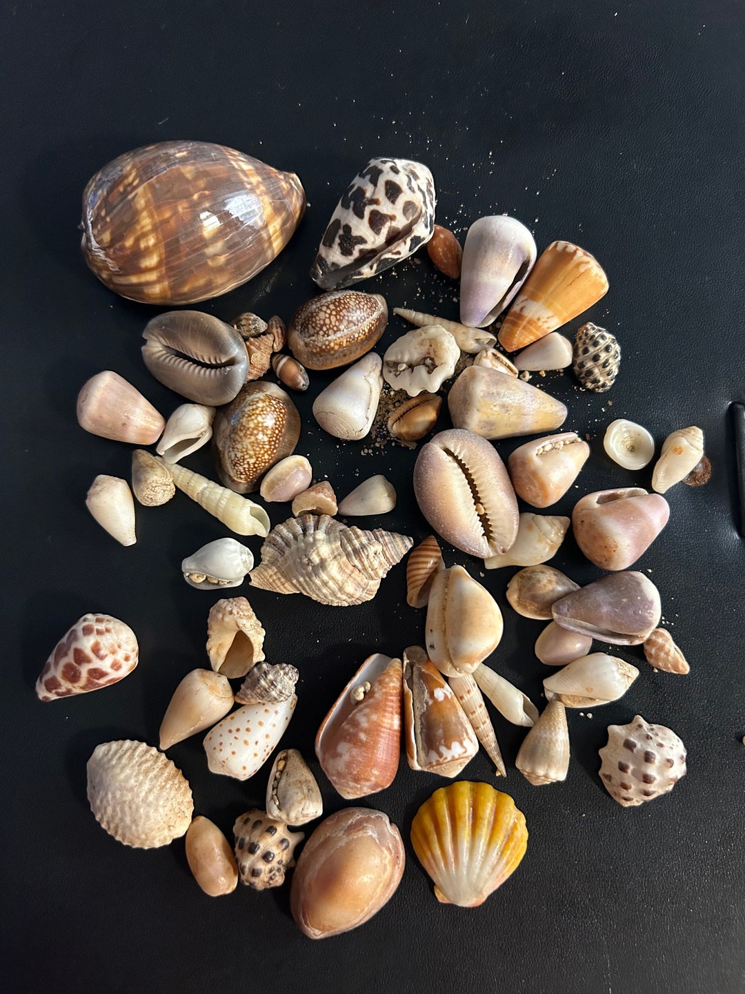 Assorted Hawaiian Seashells From Kauai and With Sunrise and Big Native ...