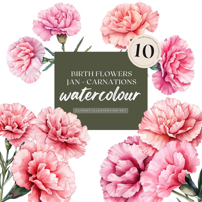 Birth Flower January Carnations, Watercolour Clipart (set of 10 ...