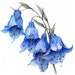 Blue Bells, Includes 10 High-quality Pngs, Watercolour, Transparent ...