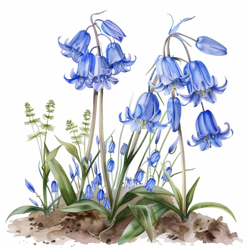 Blue Bells, Includes 10 High-quality Pngs, Watercolour, Transparent ...