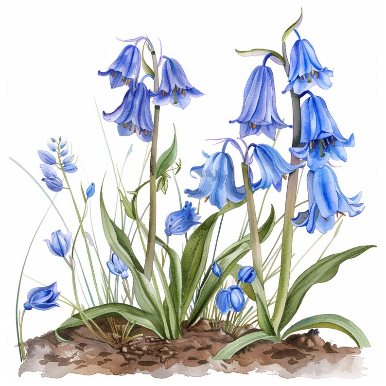 Blue Bells, Includes 10 High-quality Pngs, Watercolour, Transparent ...