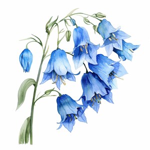 Blue Bells, Includes 10 High-quality Pngs, Watercolour, Transparent ...