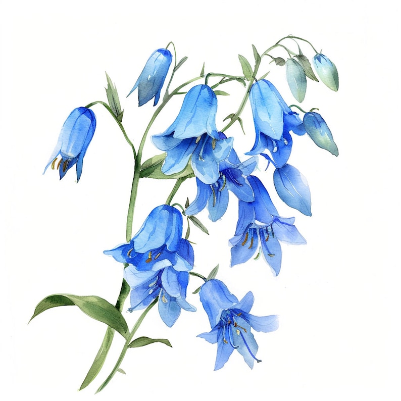 Blue Bells, Includes 10 High-quality Pngs, Watercolour, Transparent ...