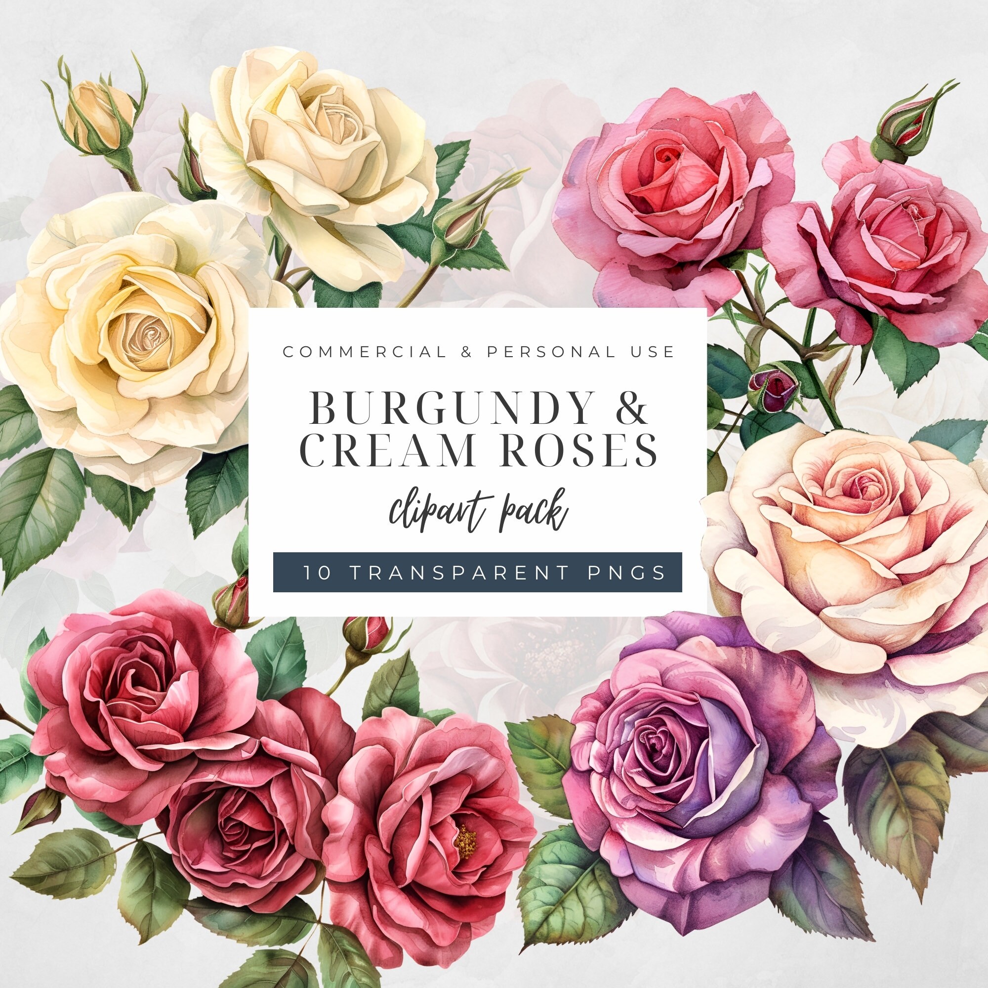 Burgundy & Cream Roses Clipart, Watercolor Roses, Roses Clipart, Blush ...