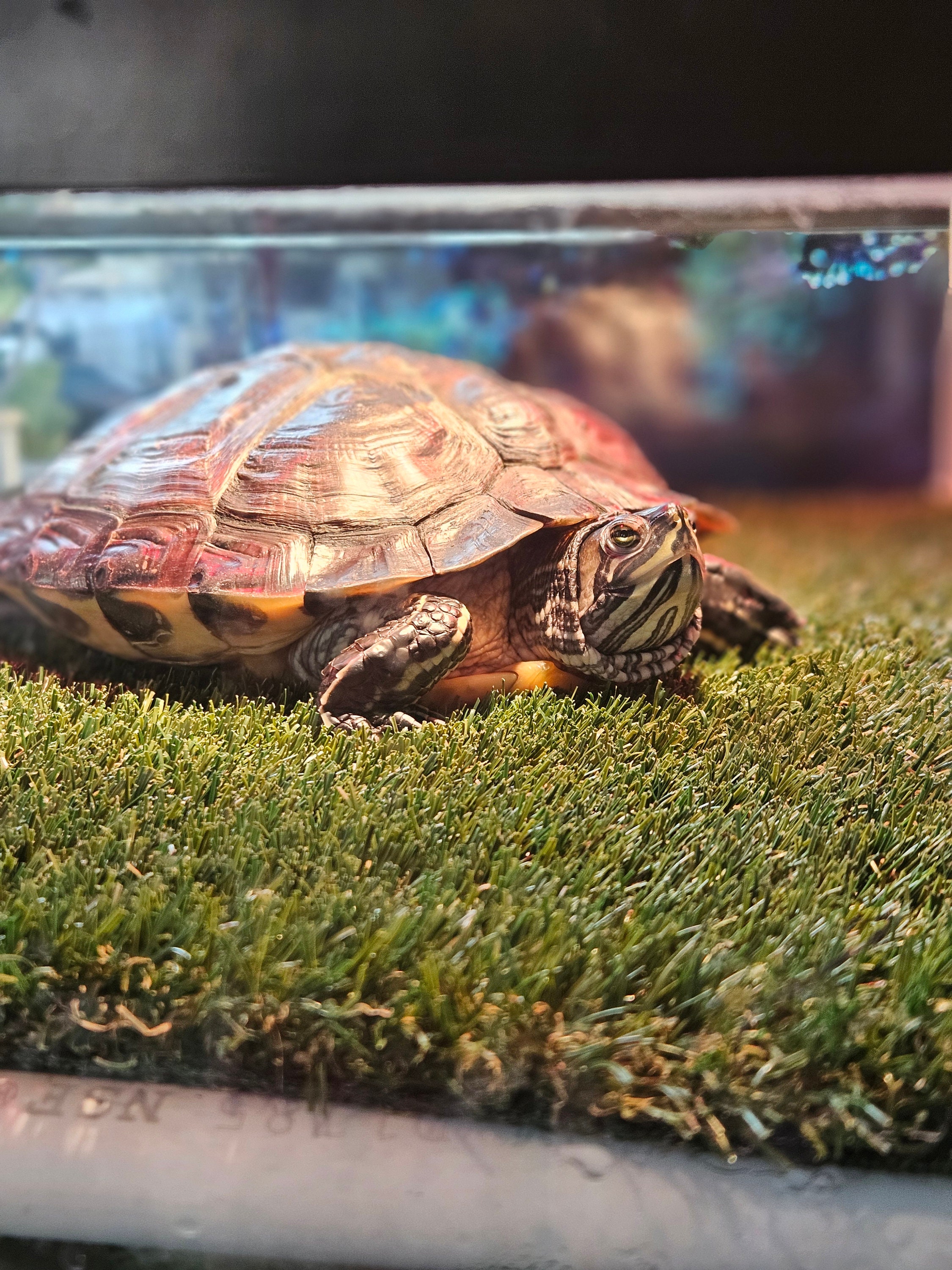 Custom Made Turtle Basking Platform - Etsy