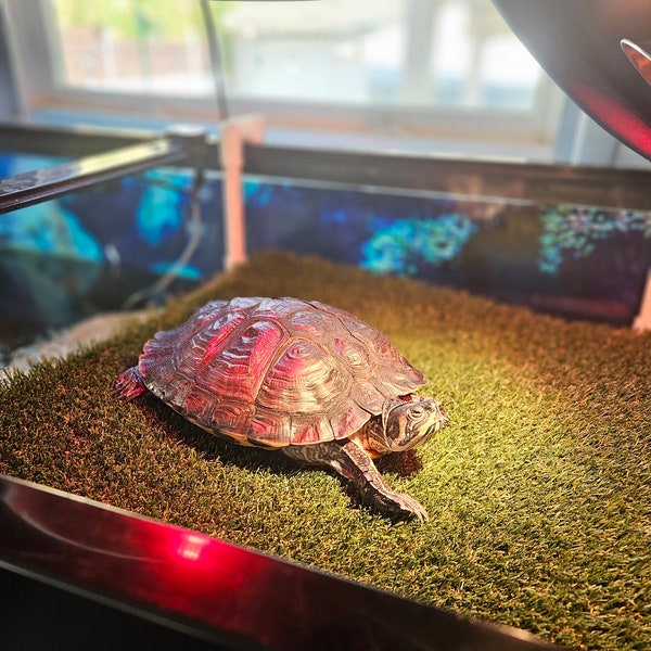 Turtle Basking Platform - Etsy
