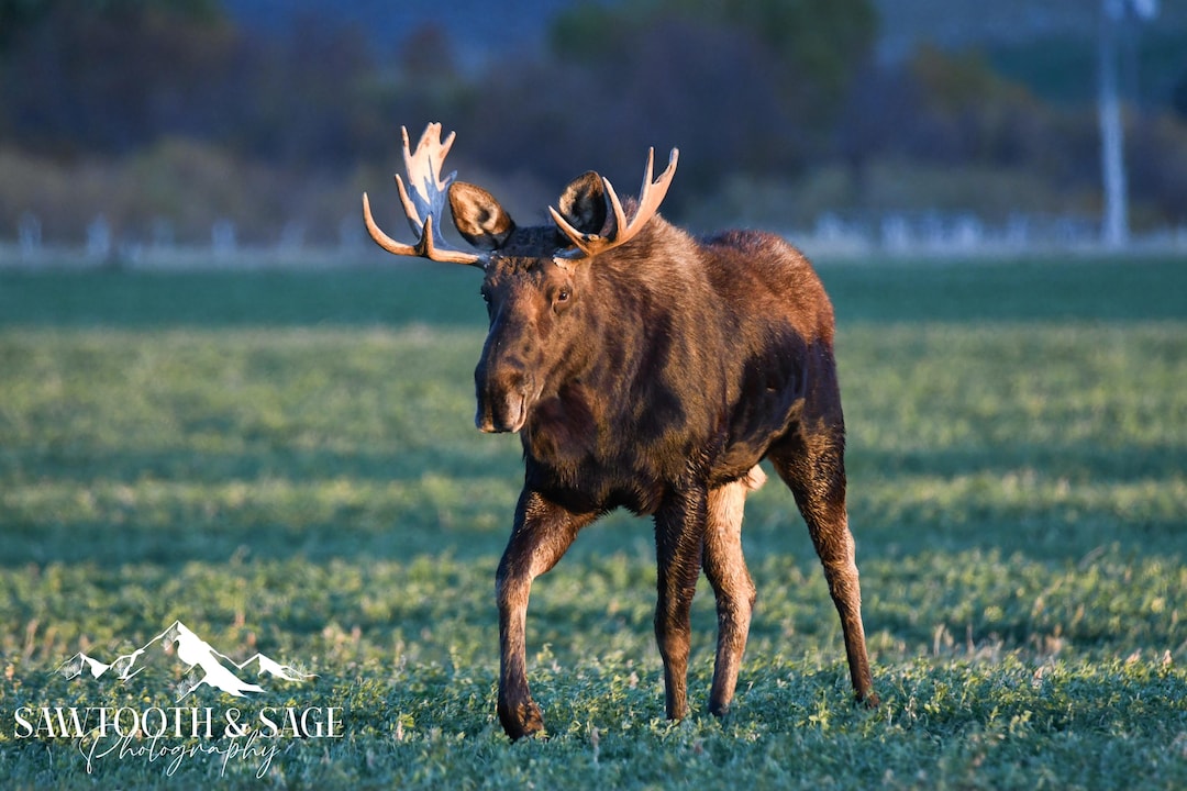 Moose Photo, Moose Picture, Moose Photography, Wildlife Photography ...