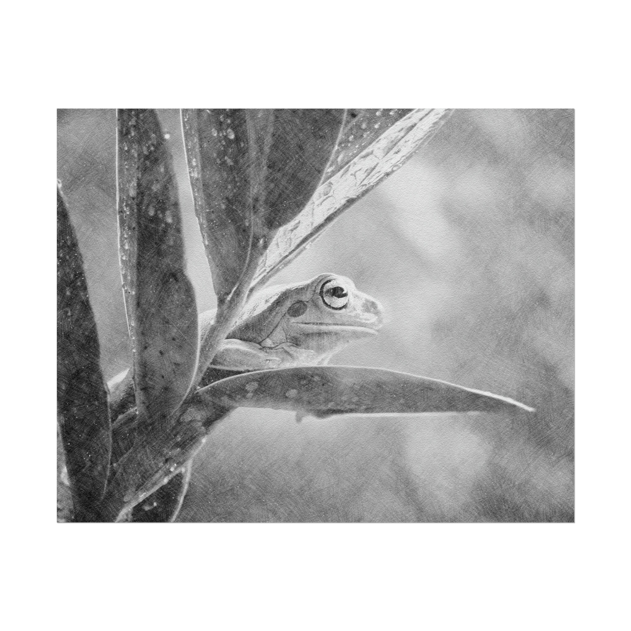 Frog Art Print, Pencil Sketch Style, Rolled Poster, Toad - Etsy