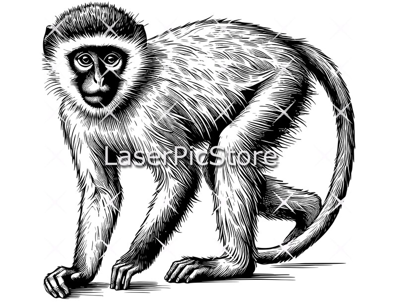 Vervet Monkey Vector File - SVG AI DXF - African Animal Svg - Vervet ...