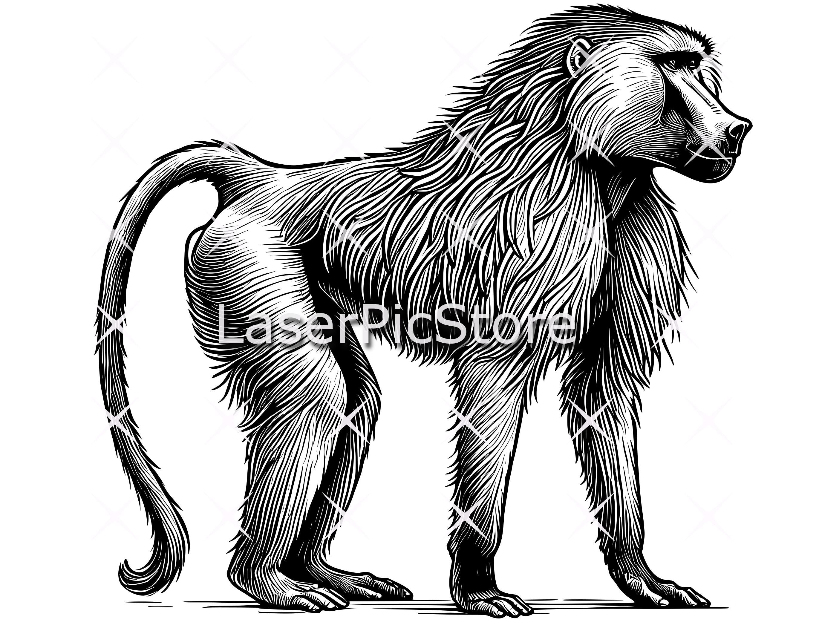 Cape Baboon Vector File - SVG AI DXF - African Animal Svg - Chacma ...