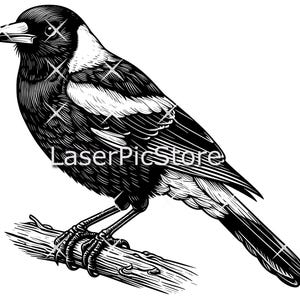 Magpie Vector File - SVG AI DXF and More - Australian Birs Svg - Etsy ...