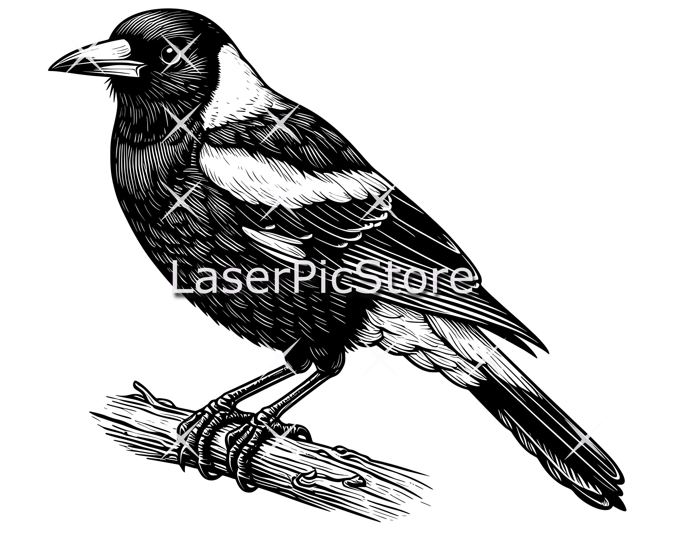 Magpie Vector File - SVG AI DXF and More - Australian Birs Svg - Etsy ...