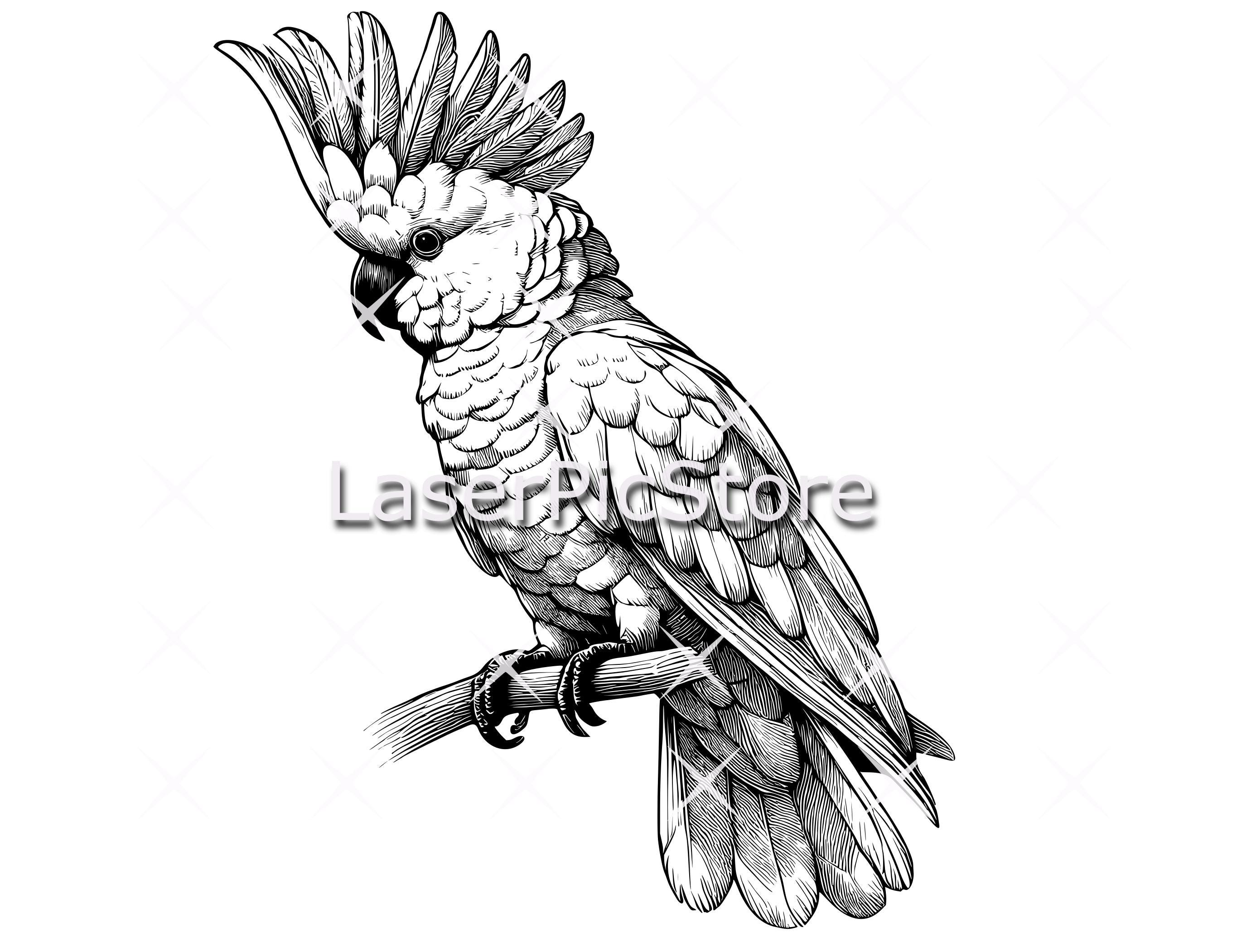 Sulphur Crested Cockatoo Vector File - SVG AI DXF and More - Australian ...