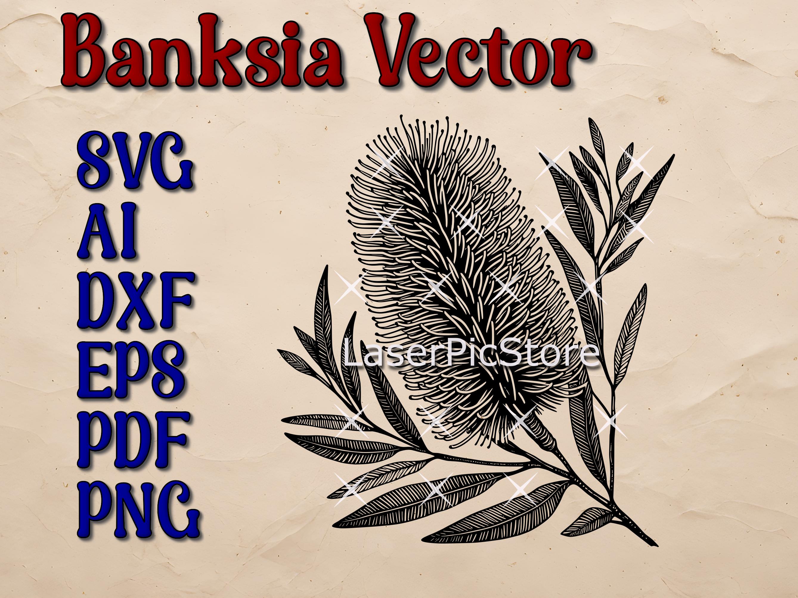 Banksia Vector File - SVG AI DXF - Australian Plant Svg - Native ...