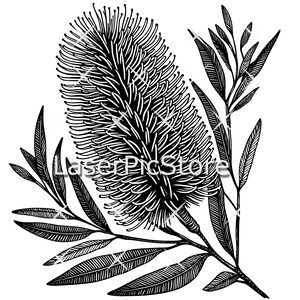 Banksia Vector File - SVG AI DXF - Australian Plant Svg - Native ...