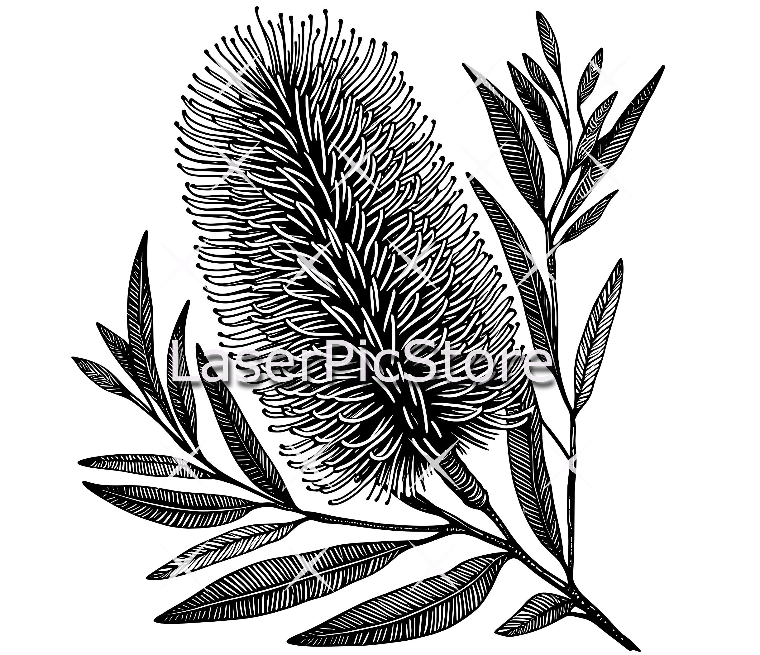 Banksia Vector File - SVG AI DXF - Australian Plant Svg - Native ...