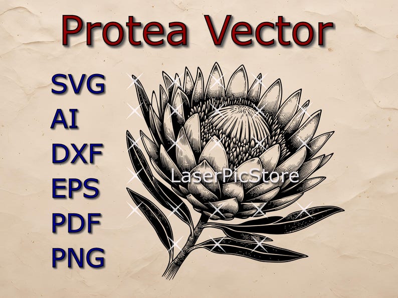 Protea Vector File - SVG AI DXF - South African Plant Svg - Detailed ...
