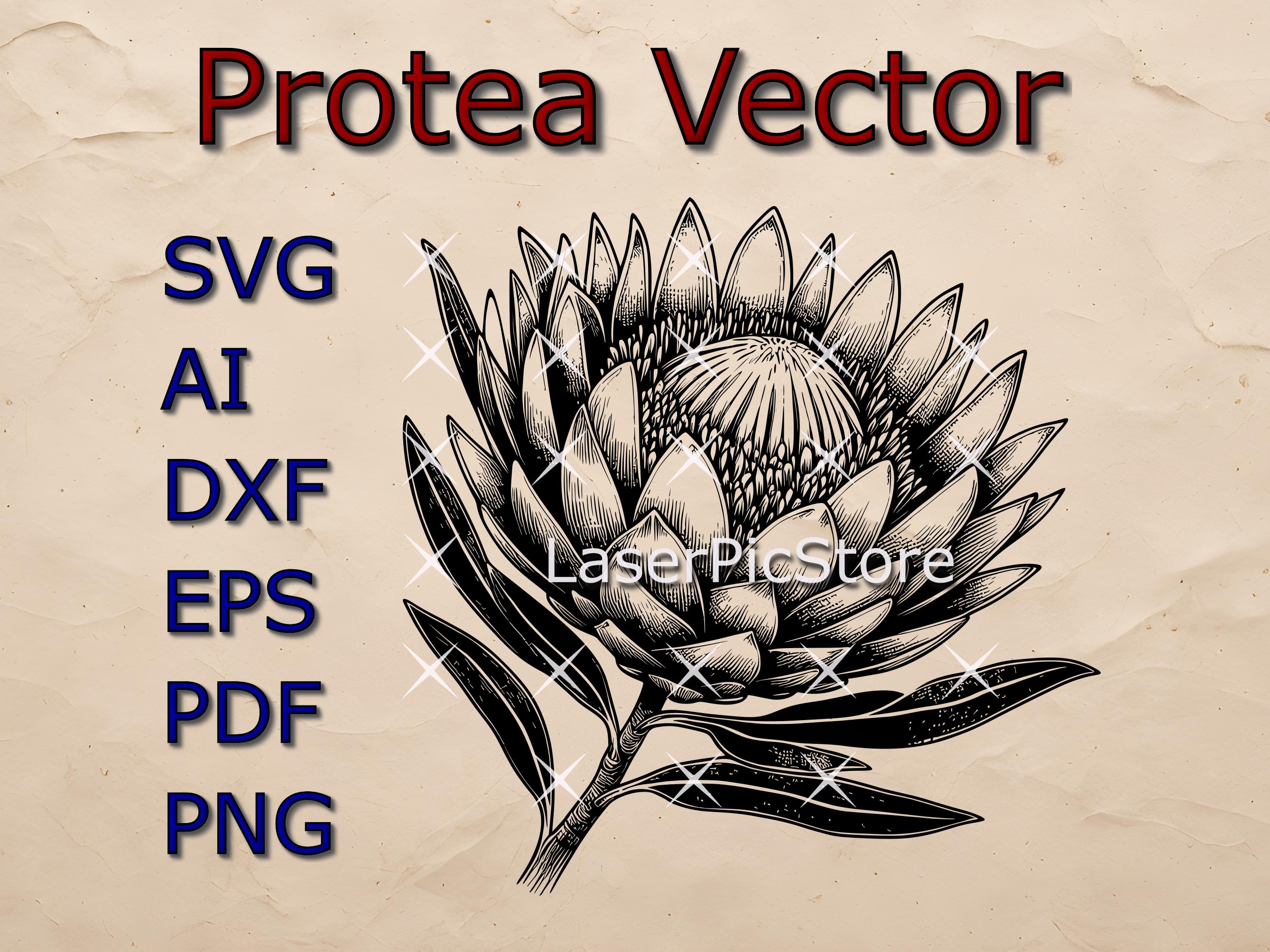 Protea Vector File - SVG AI DXF - South African Plant Svg - Detailed ...