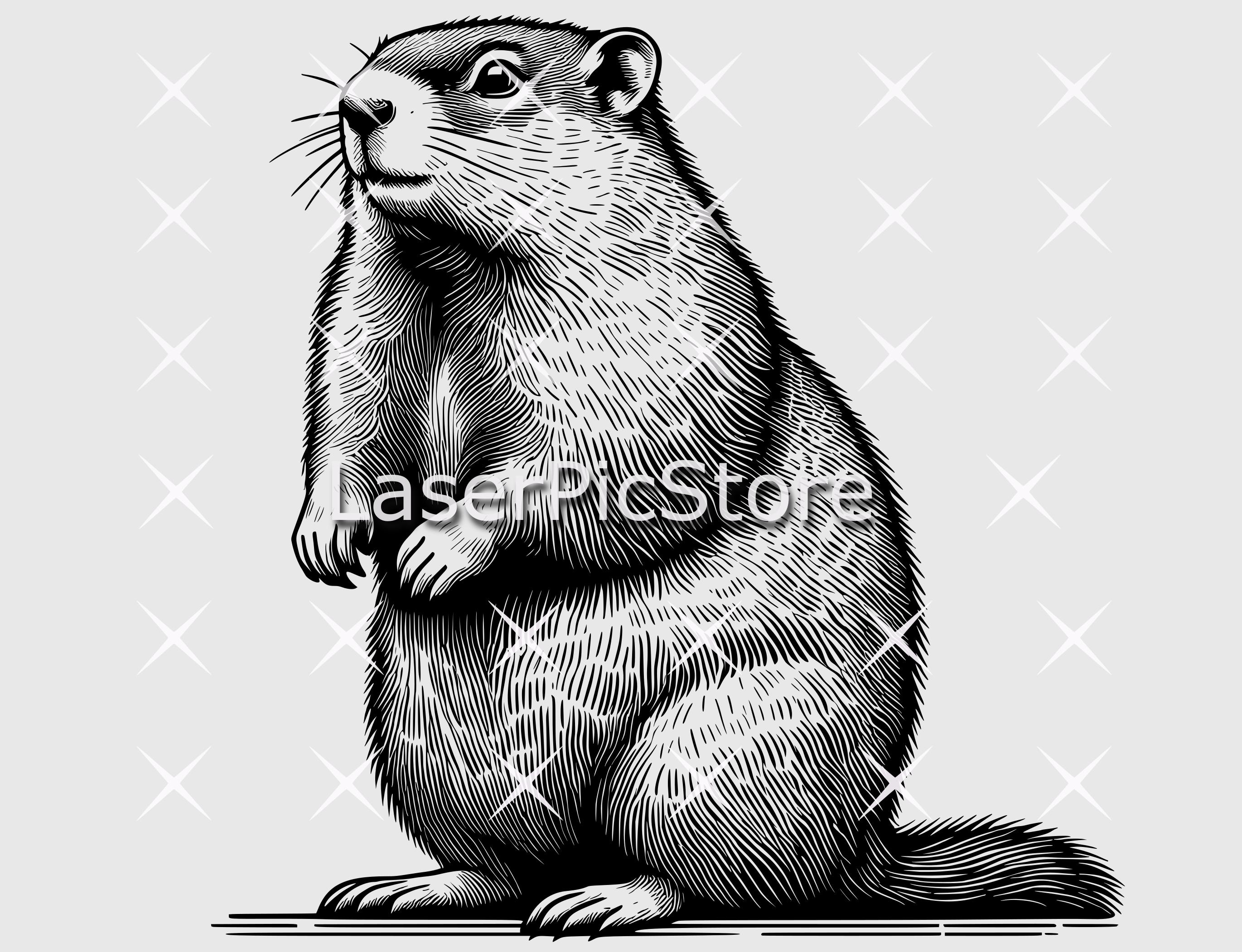 Groundhog Vector File - SVG AI DXF - American Animal Svg - Woodchuck ...