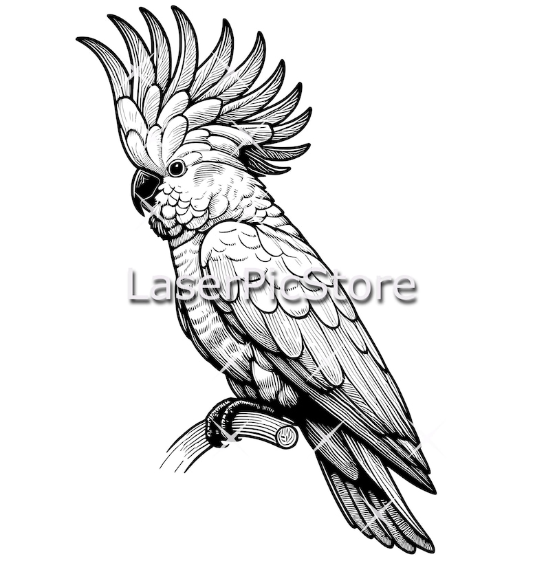 Pink Cockatoo Vector File - SVG AI DXF and More - Australian Animal Svg ...