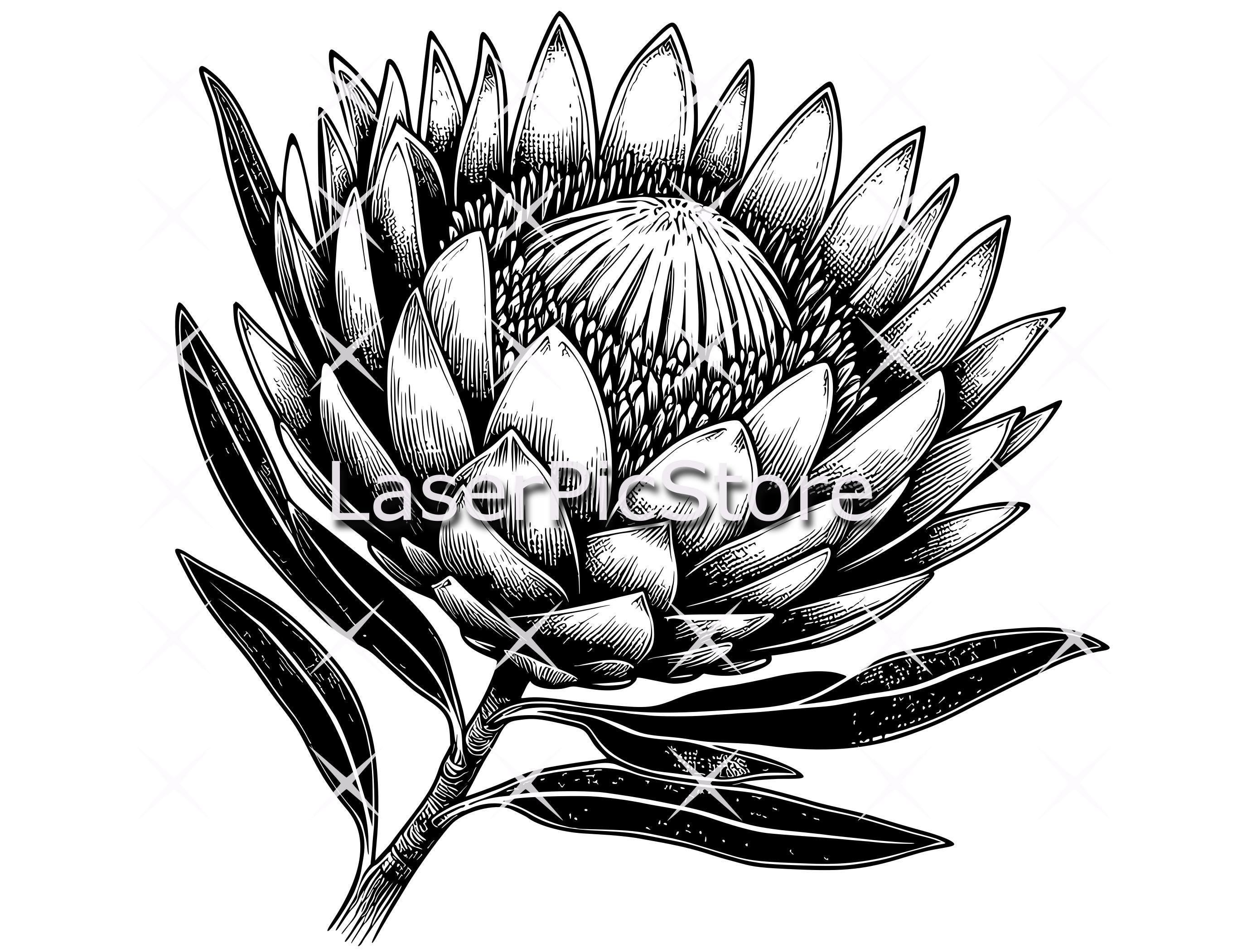 Protea Vector File - SVG AI DXF - South African Plant Svg - Detailed ...