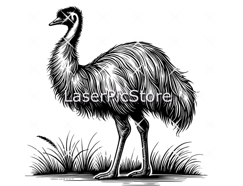 Emu Vector File - SVG AI DXF and More - Australian Animal Svg ...