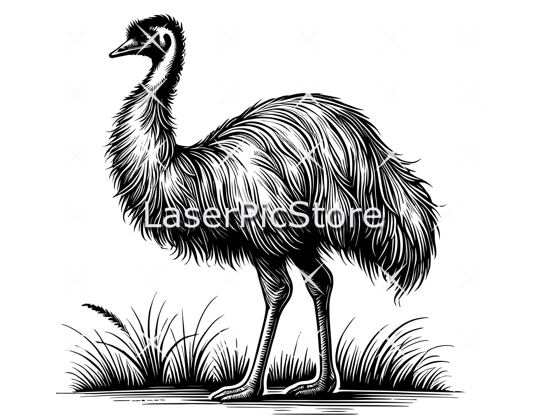 Emu Vector File - SVG AI DXF and More - Australian Animal Svg ...