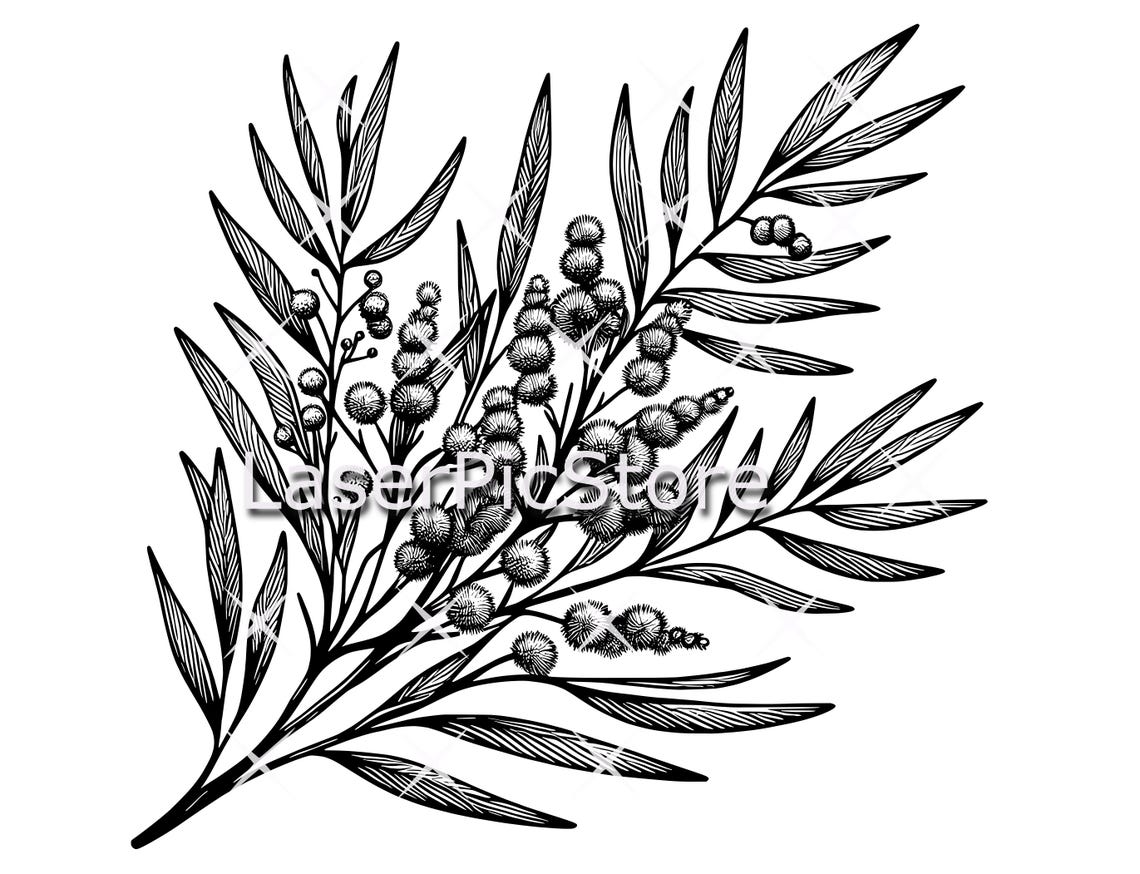 Golden Wattle Vector File - SVG AI DXF - Australian Wattle Svg - Native ...