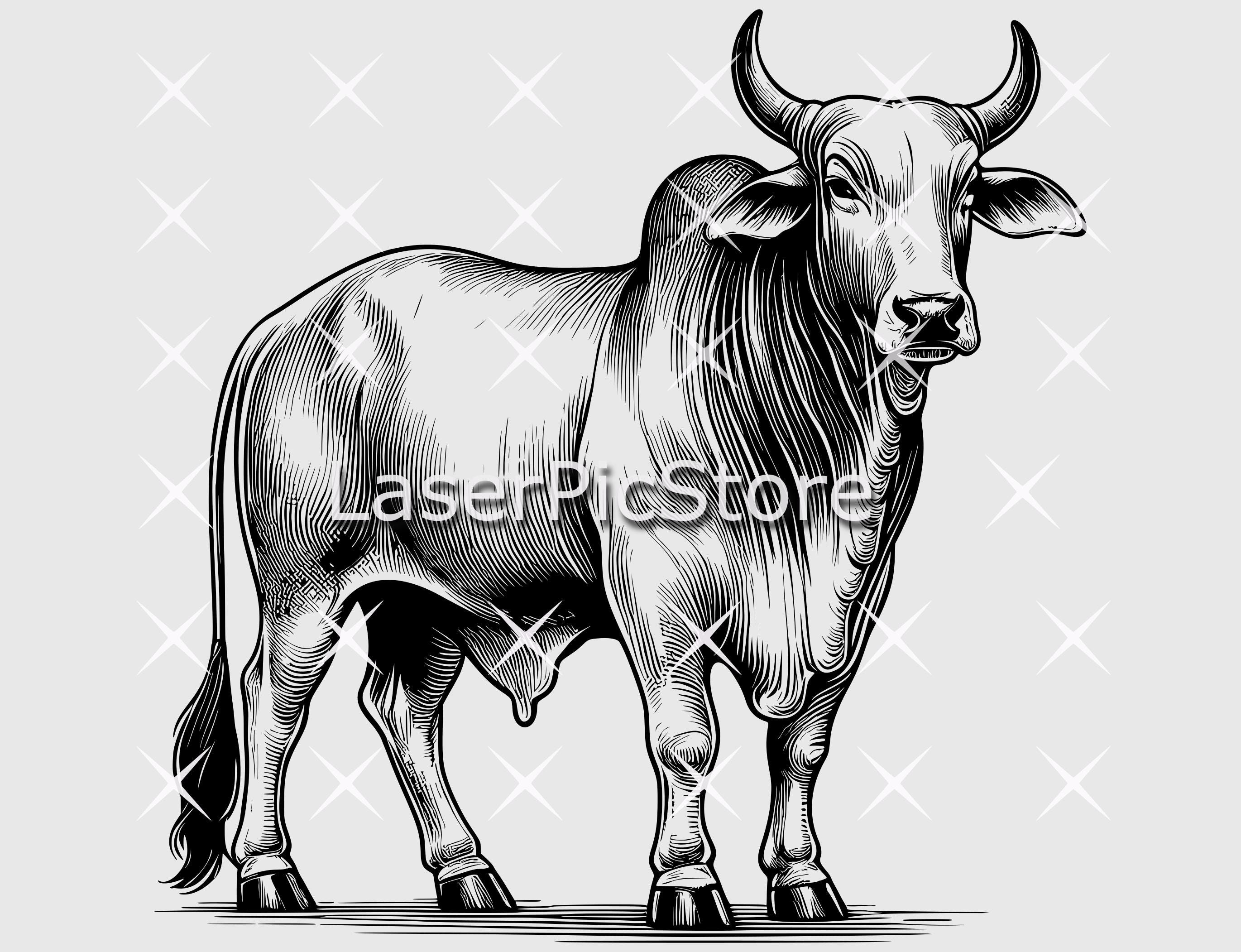 Brahman Bull Vector File - SVG AI DXF - Farm Animal Svg - Cattle ...