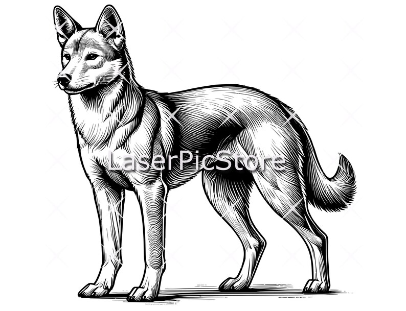 Dingo Vector File - SVG PNG DXF - Dingo Svg - Australian Animal Vector ...