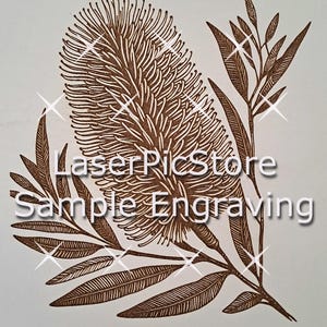 Banksia Vector File - SVG AI DXF - Australian Plant Svg - Native ...
