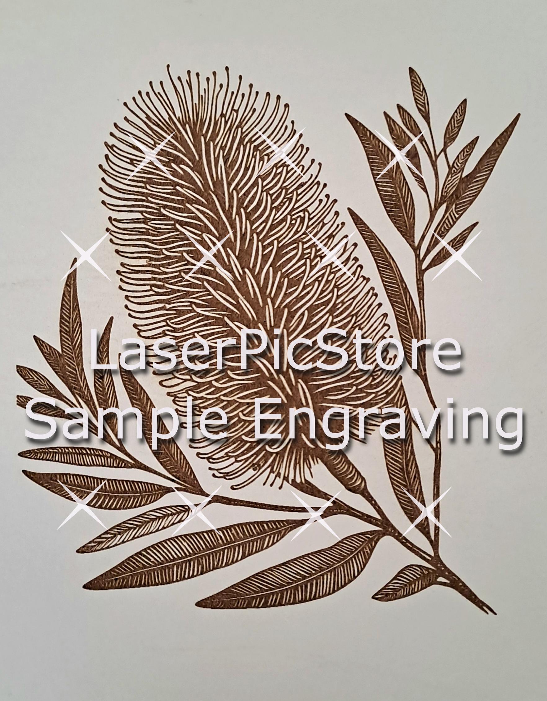 Banksia Vector File - SVG AI DXF - Australian Plant Svg - Native ...