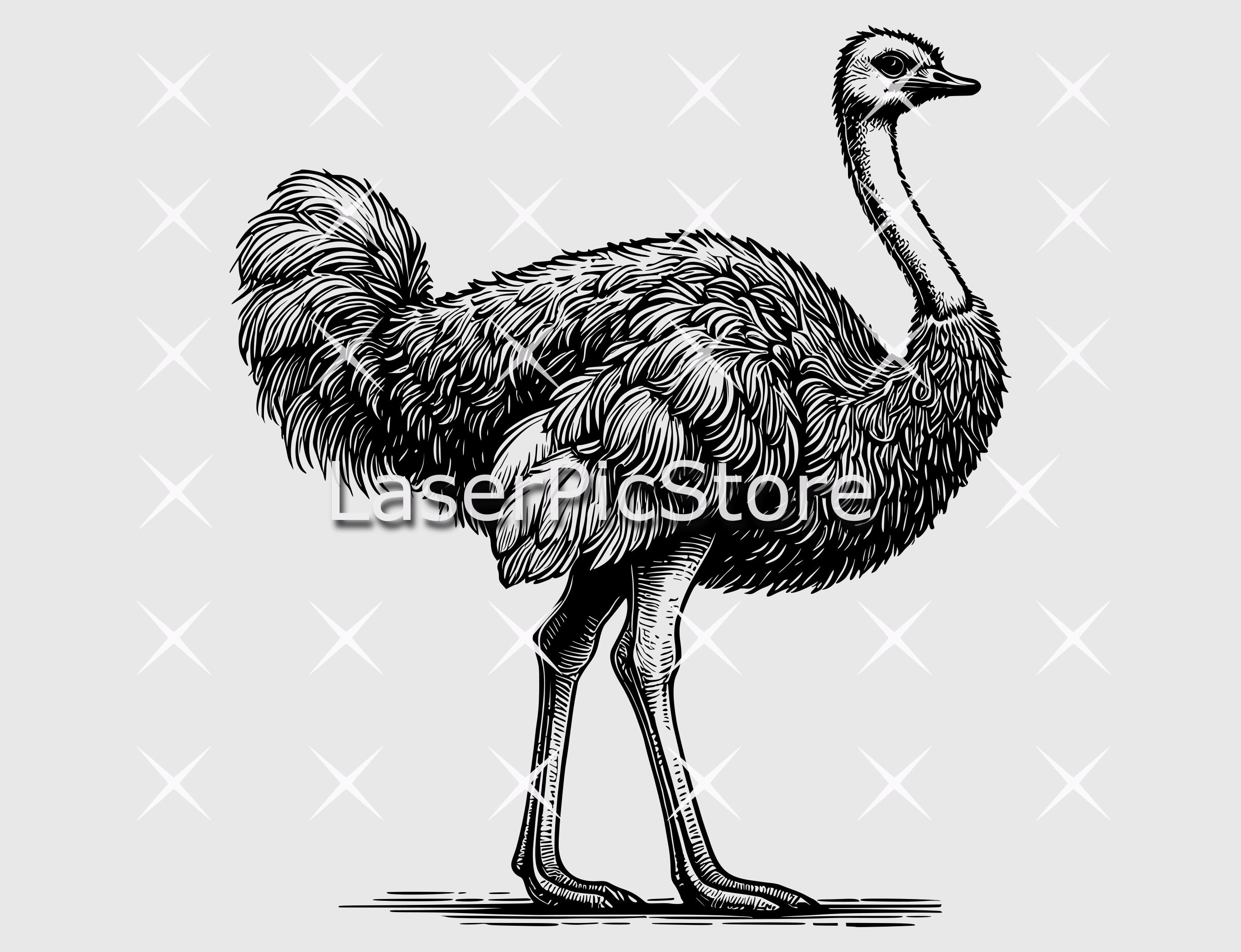 Ostrich Vector File - SVG AI DXF - African Animal Svg - Ostrich Laser ...
