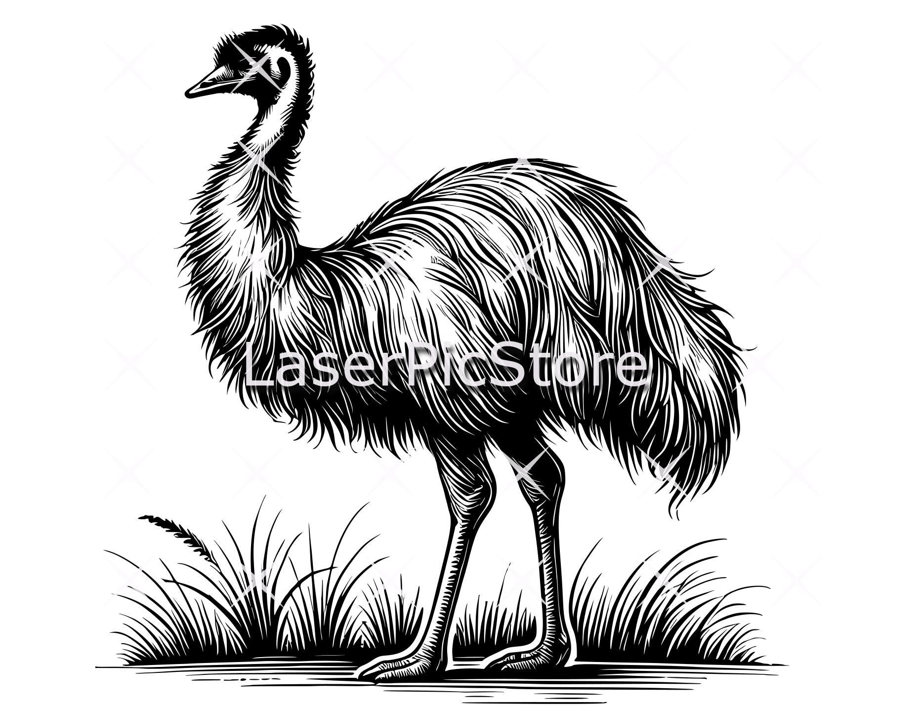 Australian Birds Vector Files - SVG AI DXF and More - 10 Birds - Etsy ...