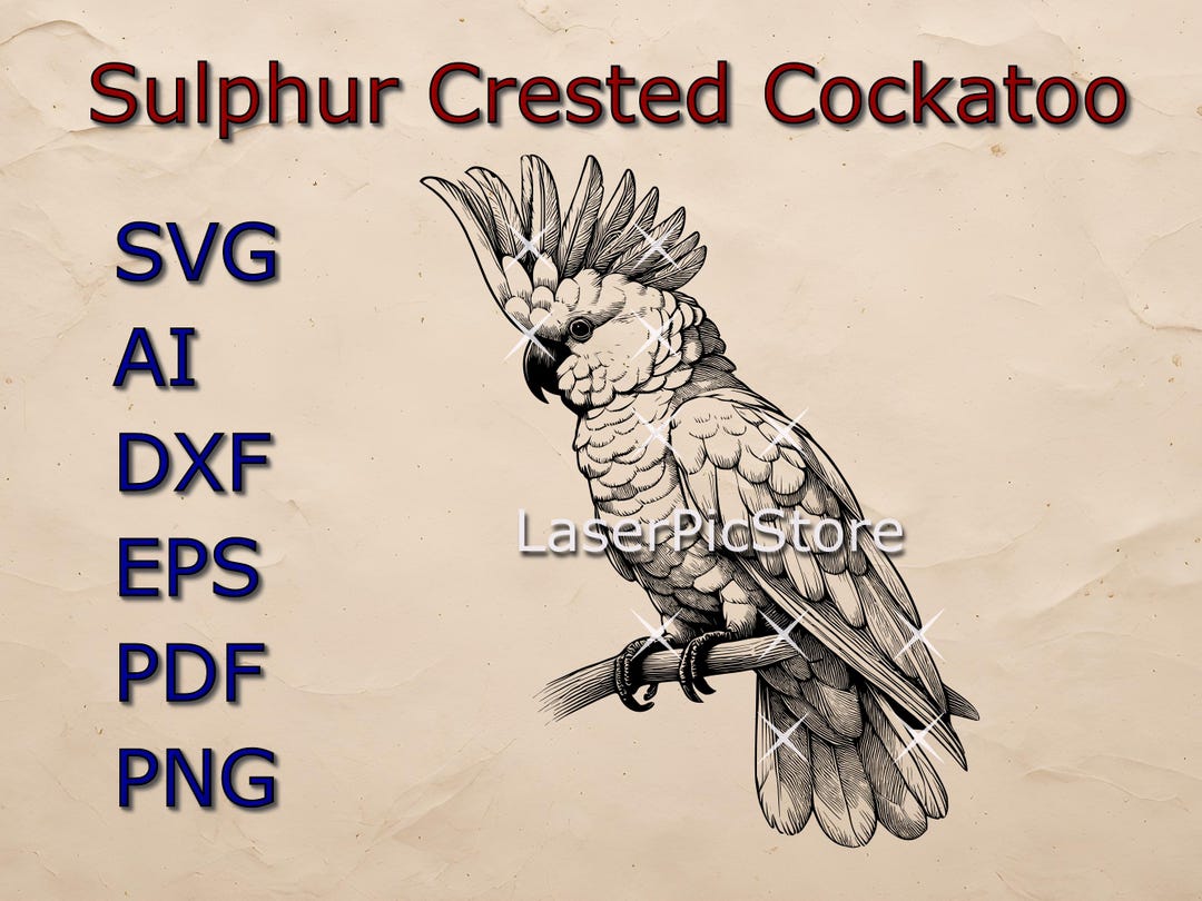 Sulphur Crested Cockatoo Vector File - SVG AI DXF and More - Australian ...