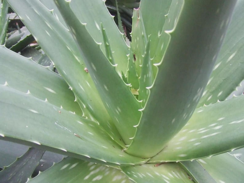 Pure Aloe Vera Gel for Face and Hair | Natural Hydrating Soothing Skin ...