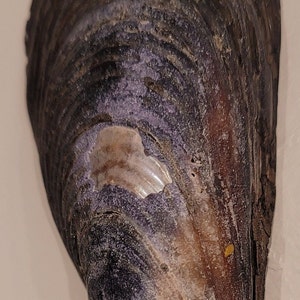 Decoupage Mussel Shell Purple Iris Bluebellb8 - Etsy