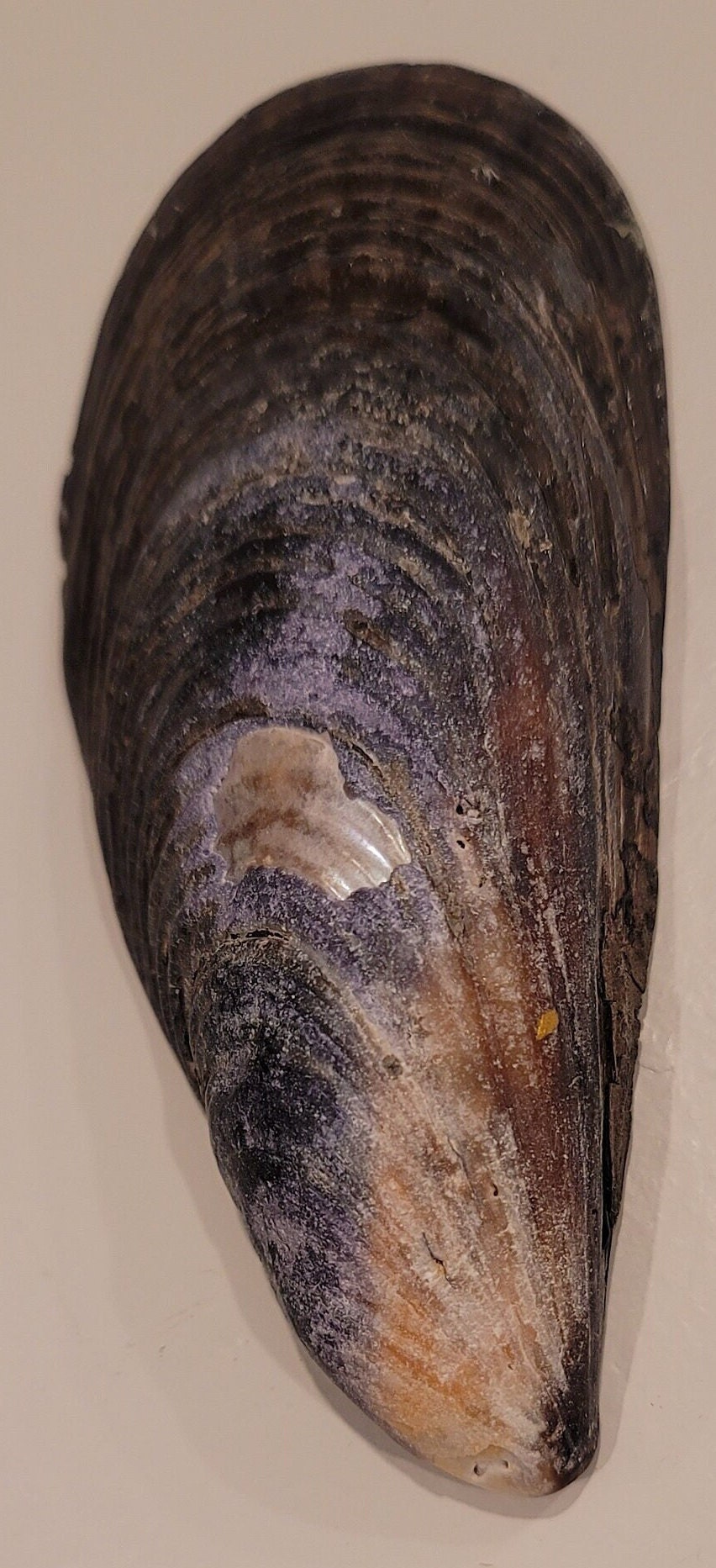 Decoupage Mussel Shell Purple Iris Bluebellb8 - Etsy