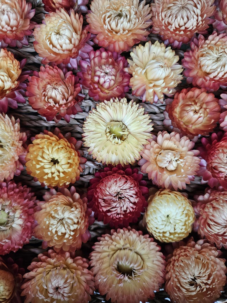 Dried Strawflower Heads | Coral Yellow Pink Everlasting Helichrysum ...