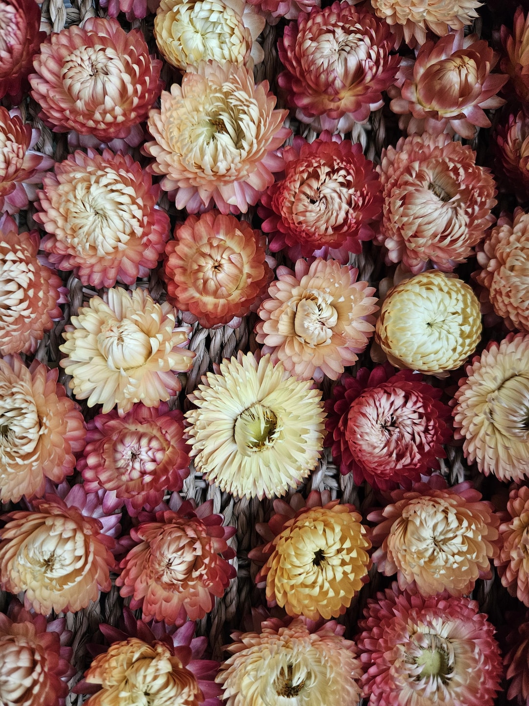 Dried Strawflower Heads | Coral Yellow Pink Everlasting Helichrysum ...