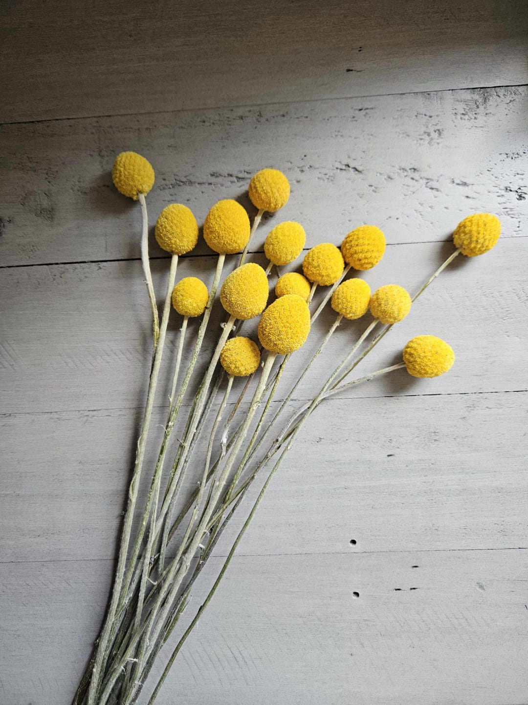 10 Dried Craspedia Stems | Billy Buttons Naturally Dried Flowers ...