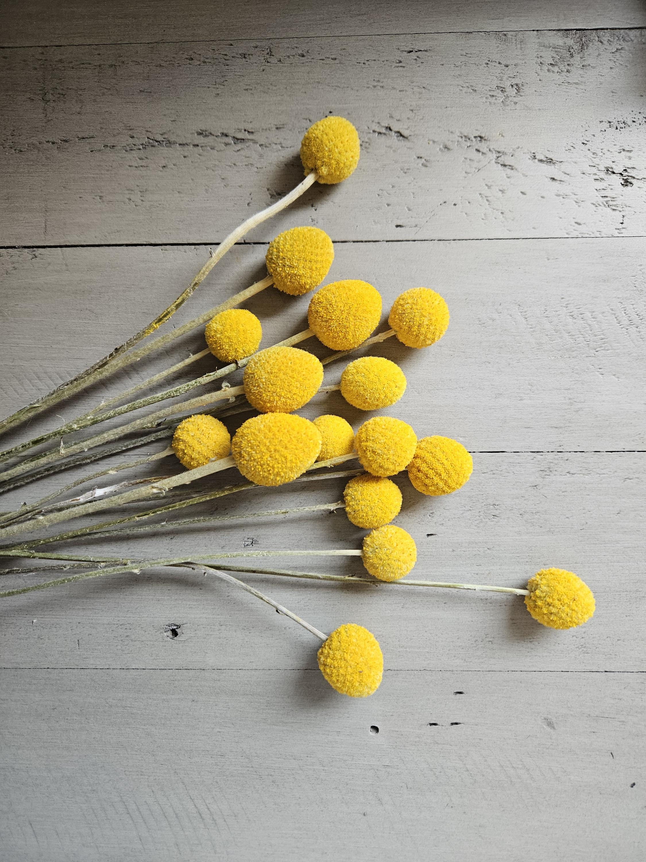 Dried Craspedia Stems | Billy Buttons Naturally Dried Flowers | Yellow ...