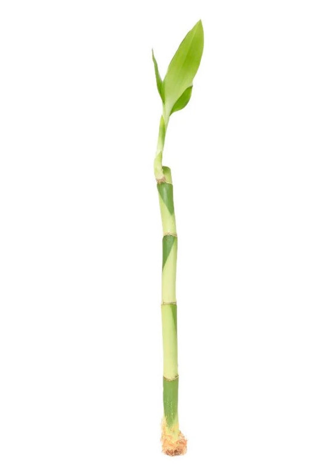 Single Stalk Straight Lucky Bamboo (4 Sizes) - Etsy
