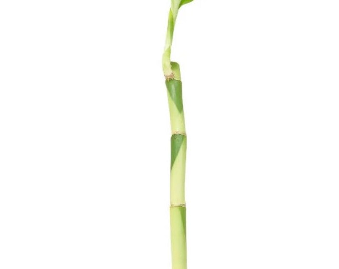 Single Stalk Straight Lucky Bamboo (4 Sizes) - Etsy