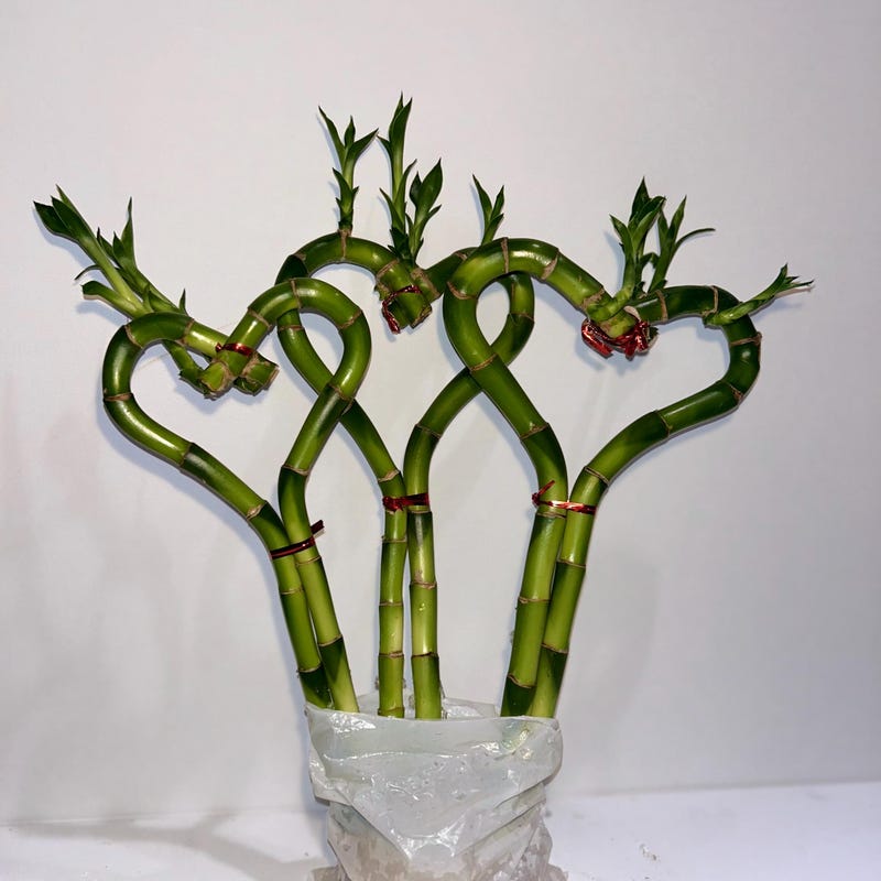 Bamboo Hearts Plant - Etsy