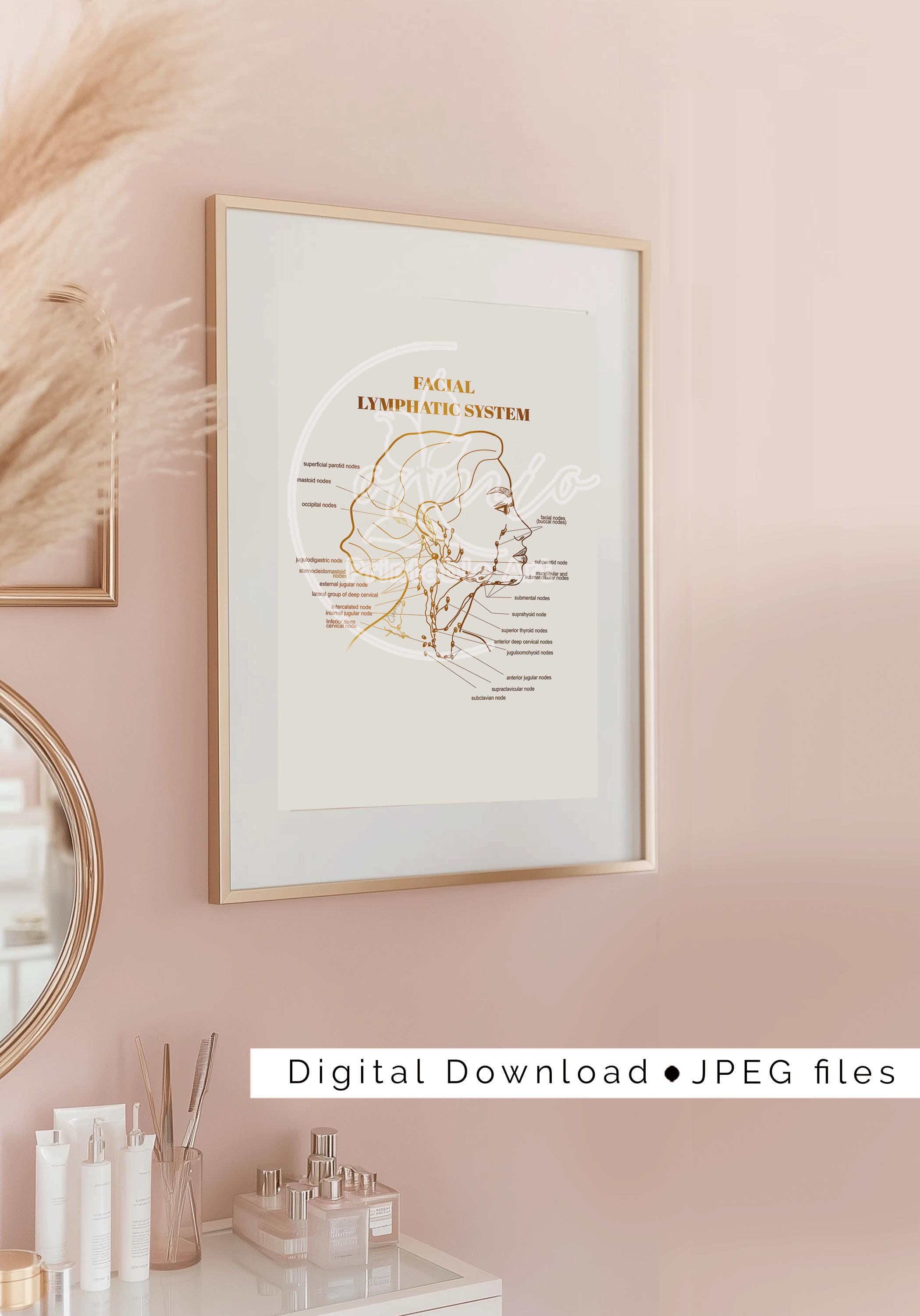 Printable Facial Lymphatic System Diagram | Gold Anatomy Art for ...